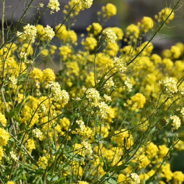 Welkom bij de Hersteld Hervormde Jongeren Organisatie - HHJO