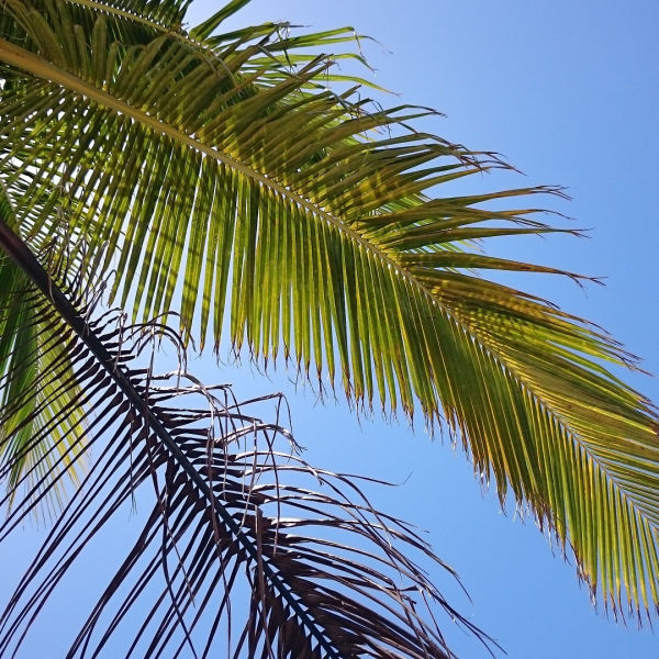 Welkom bij de Hersteld Hervormde Jongeren Organisatie - HHJO