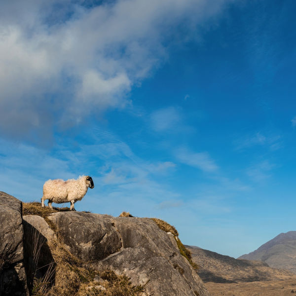 Welkom bij de Hersteld Hervormde Jongeren Organisatie - HHJO